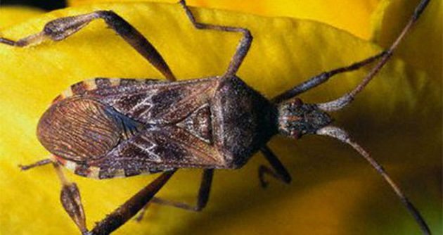 Spring Bug and Pest Control